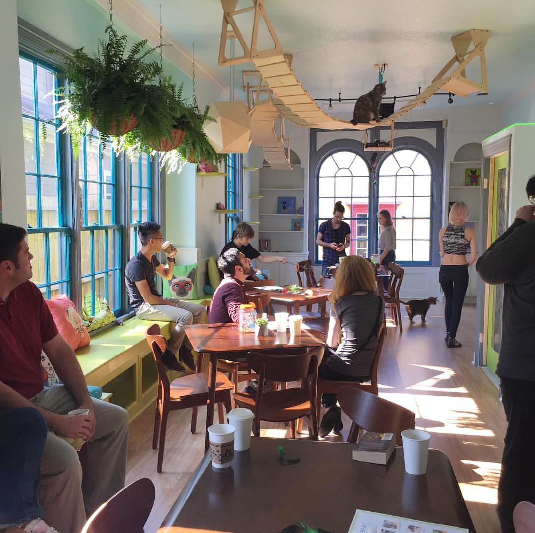 Texas: El Gato Coffeehouse - That Cat Life