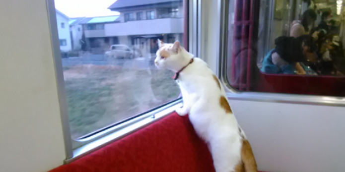 All Aboard the Cat Cafe Train: Your Fast Track to Bliss - That Cat Life
