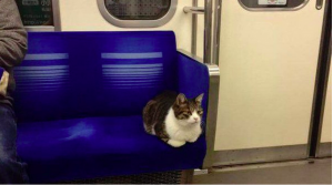 All Aboard the Cat Cafe Train: Your Fast Track to Bliss - That Cat Life