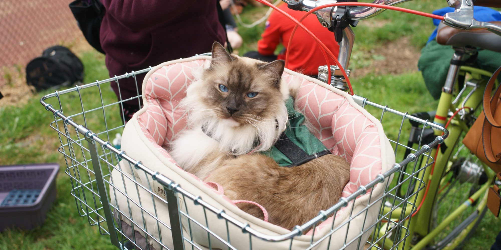 Your Weekly Cat Event Calendar: All the Cat Stuff Happening Near You ...