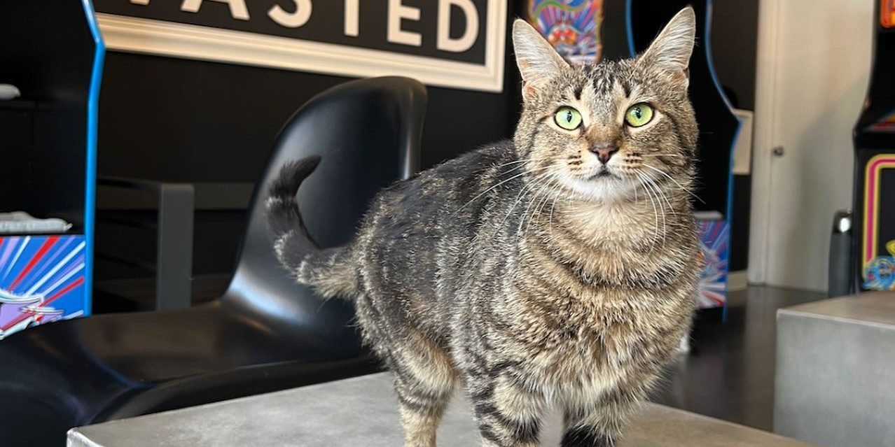 Illinois: Catcade - That Cat Life