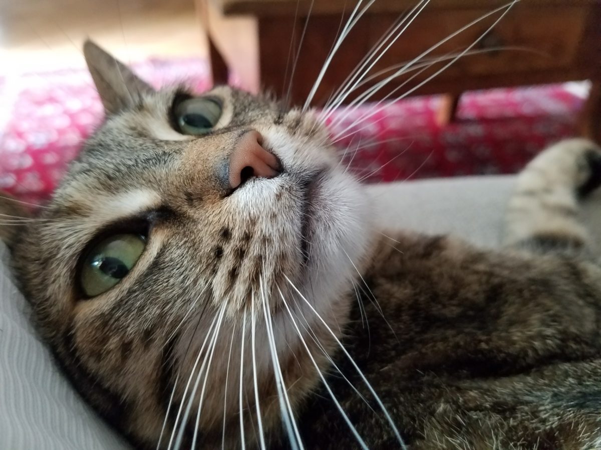 It's National Cat Day! Here's Your Great Big Calendar of Cat Fun for ...