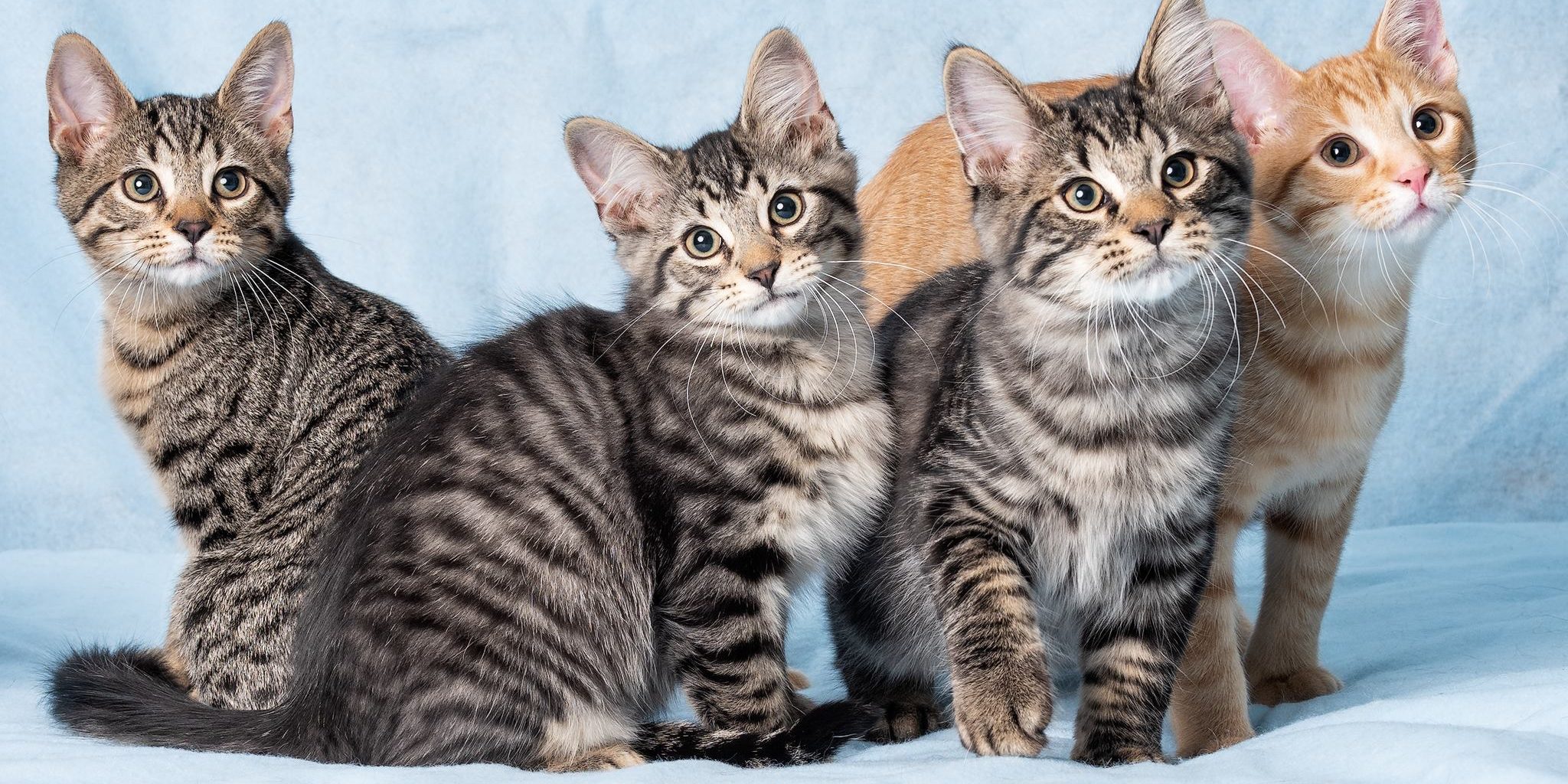 New York Alley Cat Cafe That Cat Life