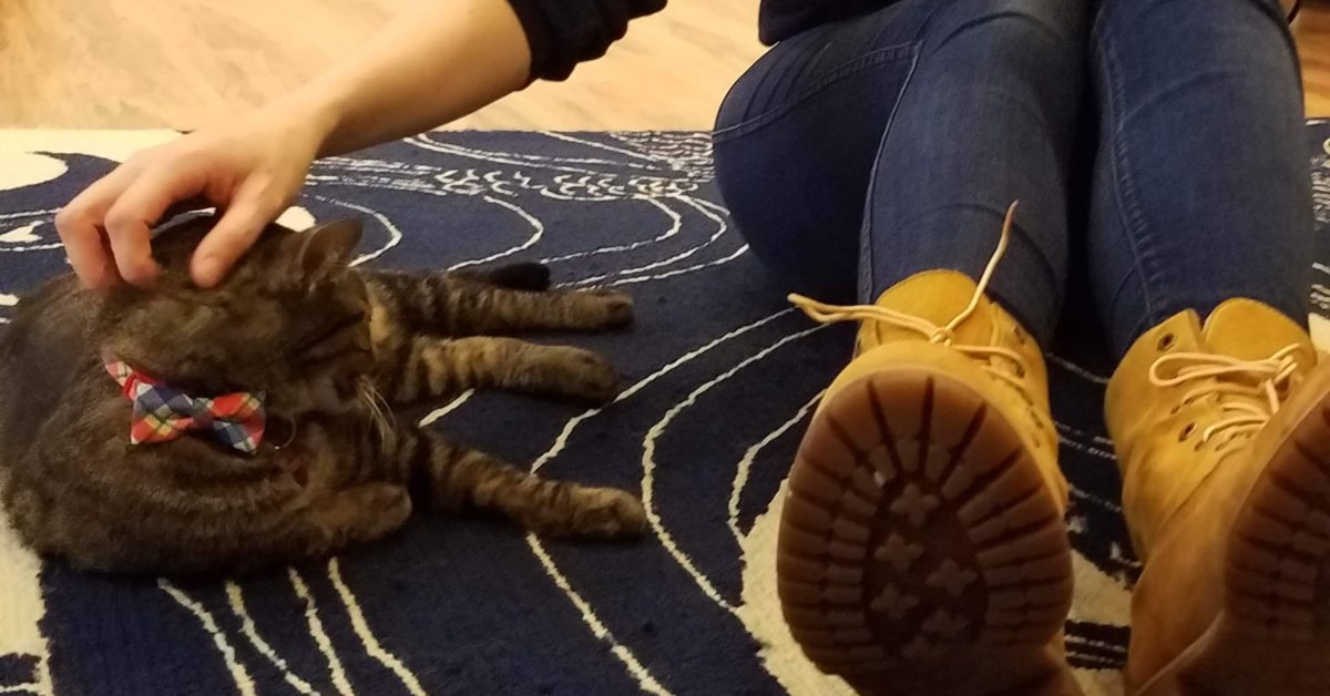 Gaga for affoGATO! Your first look at the Cleveland Cat Cafe Now ...