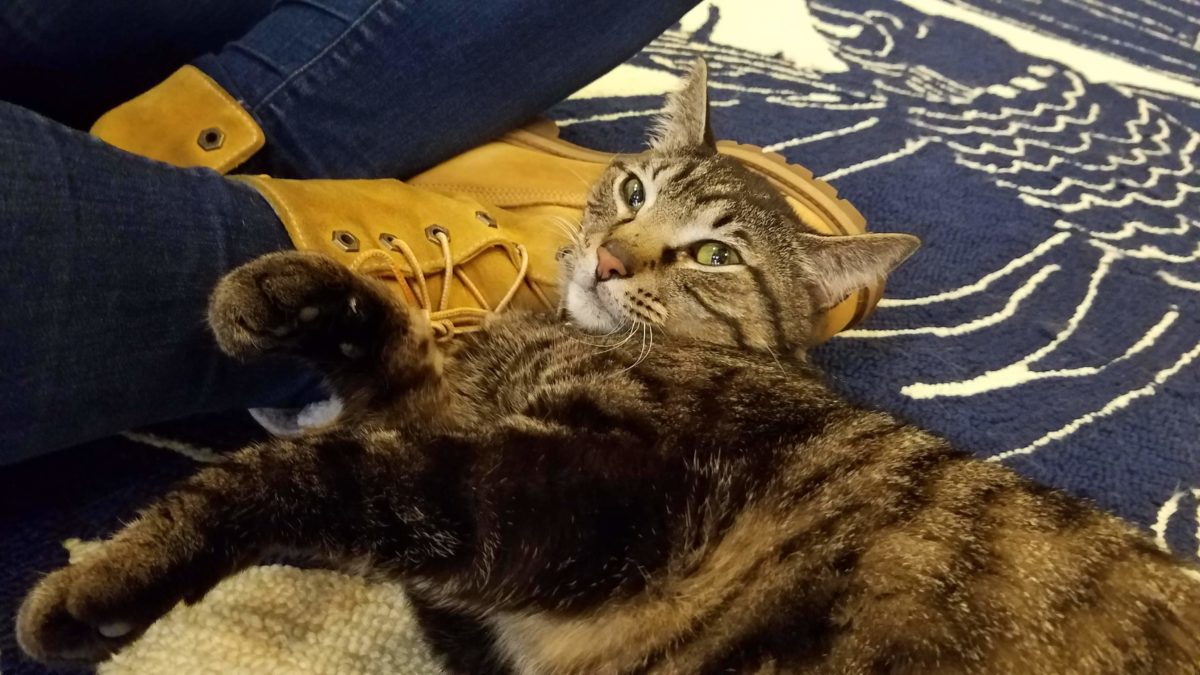 Gaga for affoGATO! Your first look at the Cleveland Cat Cafe Now ...
