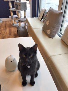 Gaga for affoGATO! Your first look at the Cleveland Cat Cafe Now ...