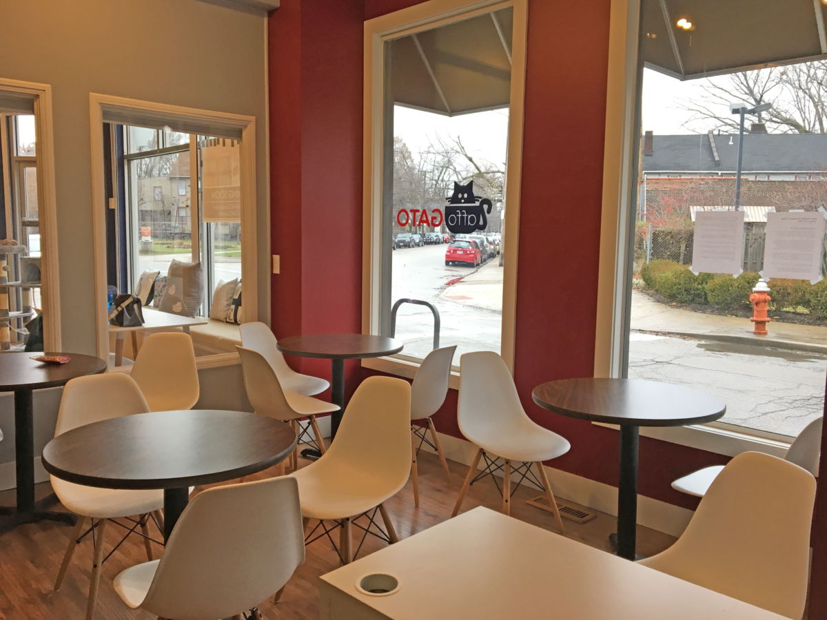 Gaga for affoGATO! Your first look at the Cleveland Cat Cafe Now ...