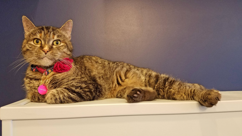 Gaga for affoGATO! Your first look at the Cleveland Cat Cafe Now ...