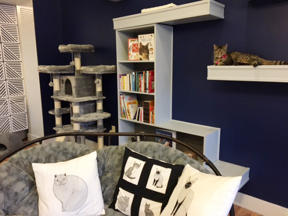 Gaga for affoGATO! Your first look at the Cleveland Cat Cafe Now ...
