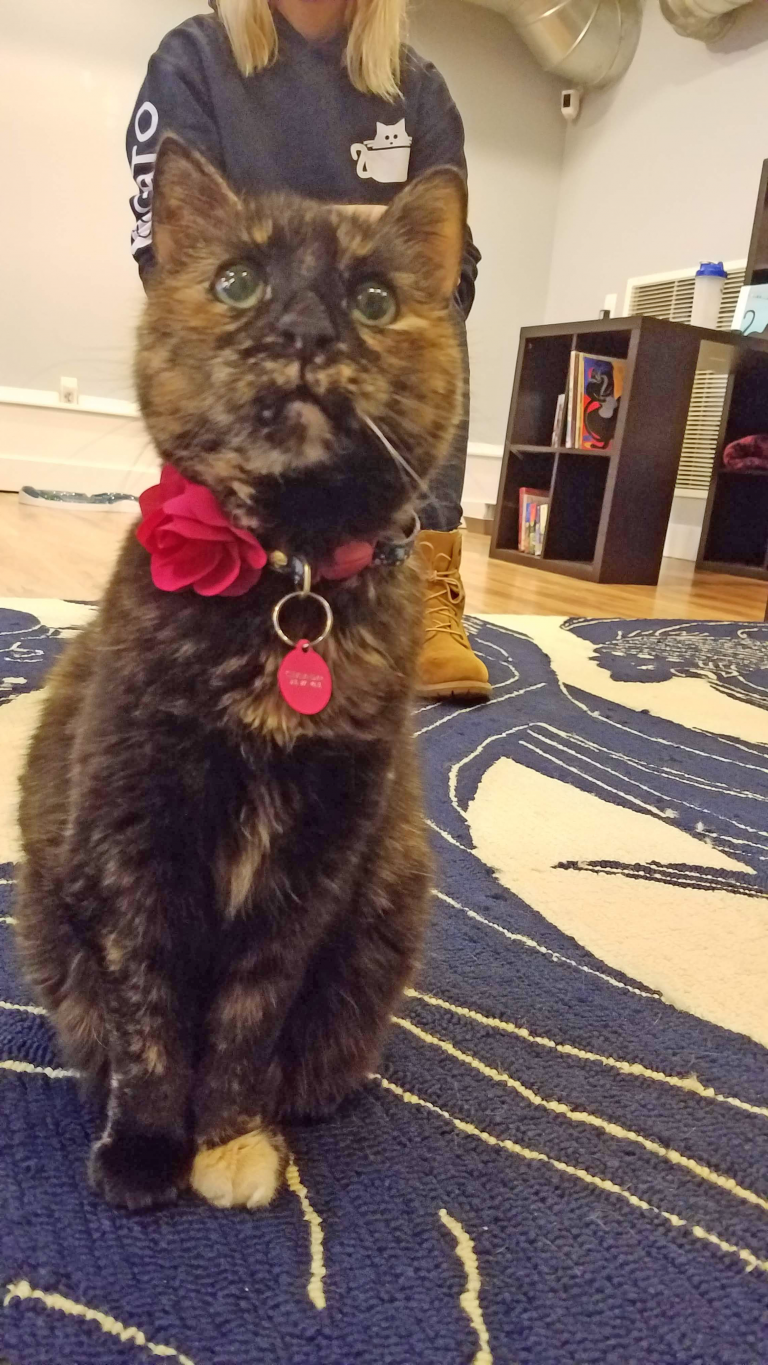 Gaga for affoGATO! Your first look at the Cleveland Cat Cafe Now ...
