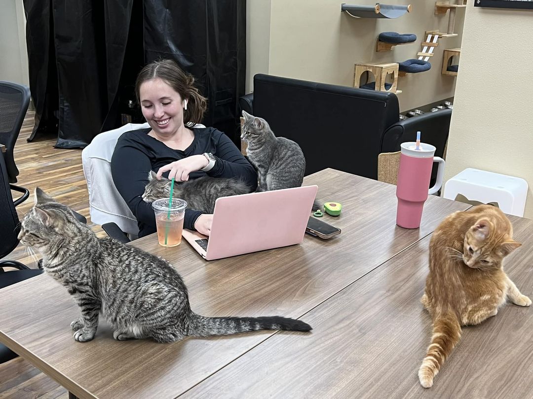 Planet Perk Study Hall - That Cat Life