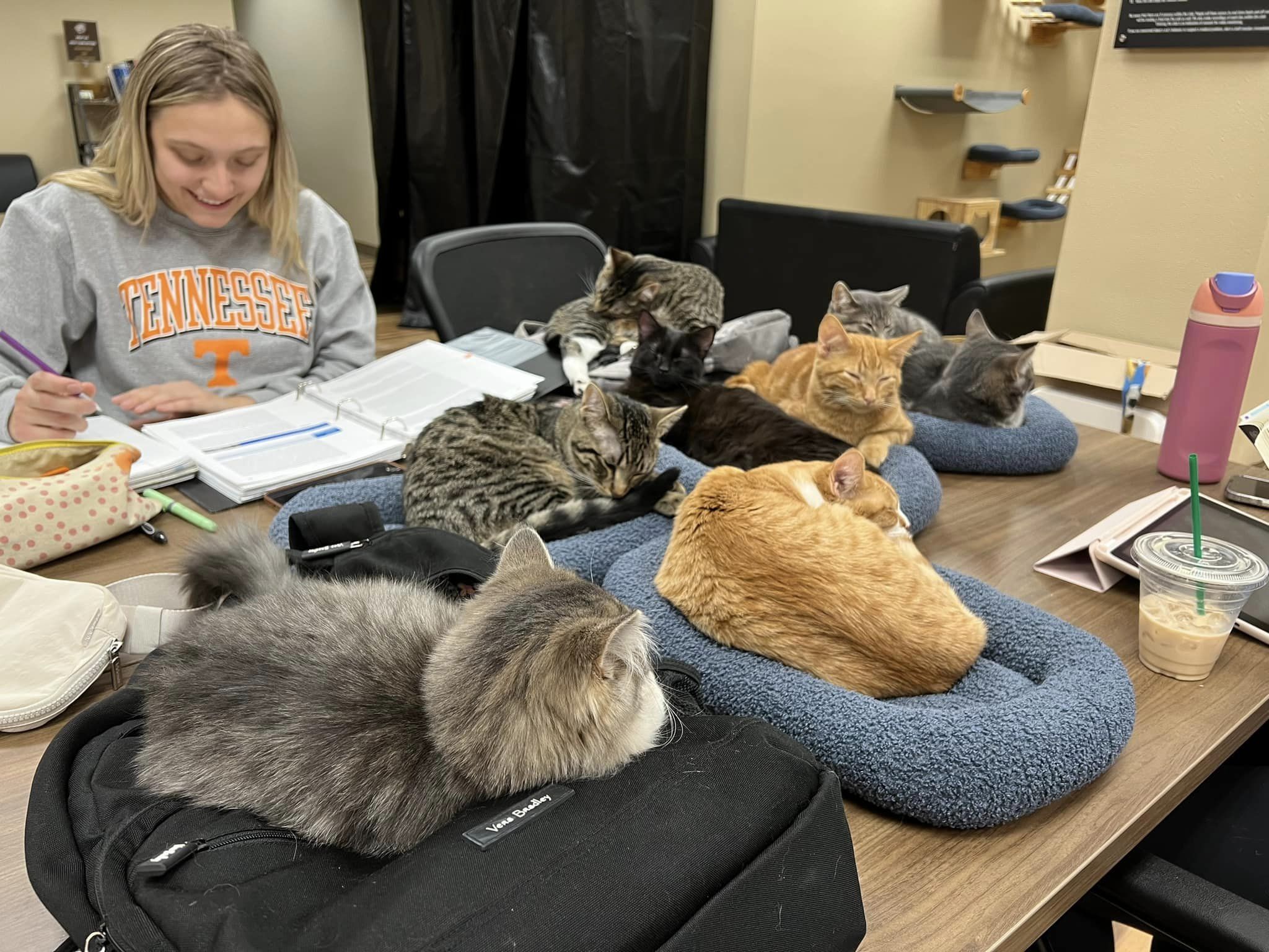 Cat Cafes to Help Beat Finals Stress Now! A+ in Purr-Therapy - That Cat ...