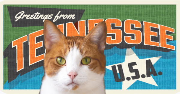 Tennessee Cat Cafes – That Cat Life