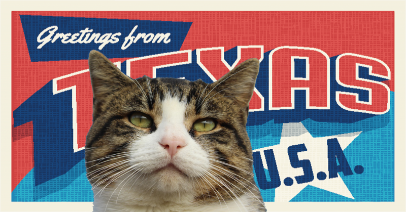 Texas Cat Cafes - That Cat Life