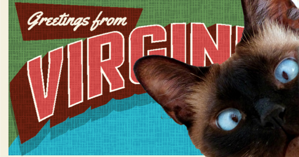 Virginia Cat Cafes - That Cat Life