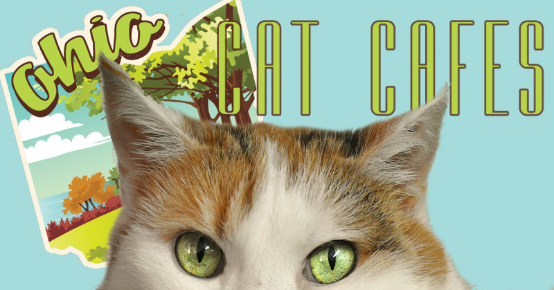 Ohio Cat Cafes – That Cat Life