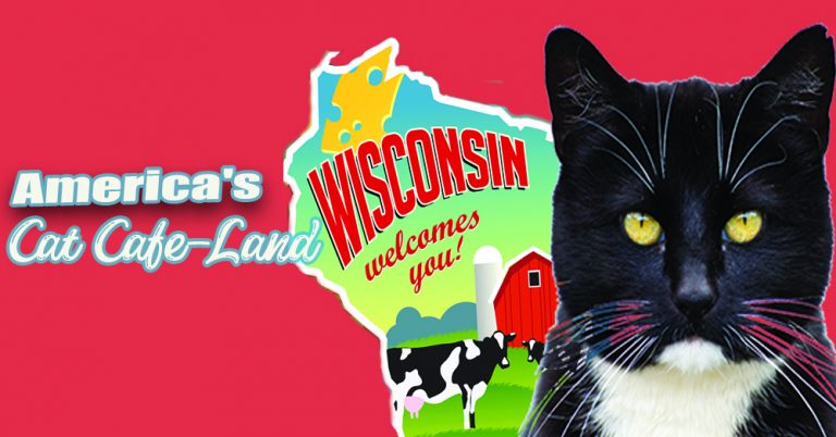 Wisconsin Cat Cafes - That Cat Life