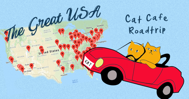 Find a Cat Cafe Near Me – That Cat Life % – That Cat Life