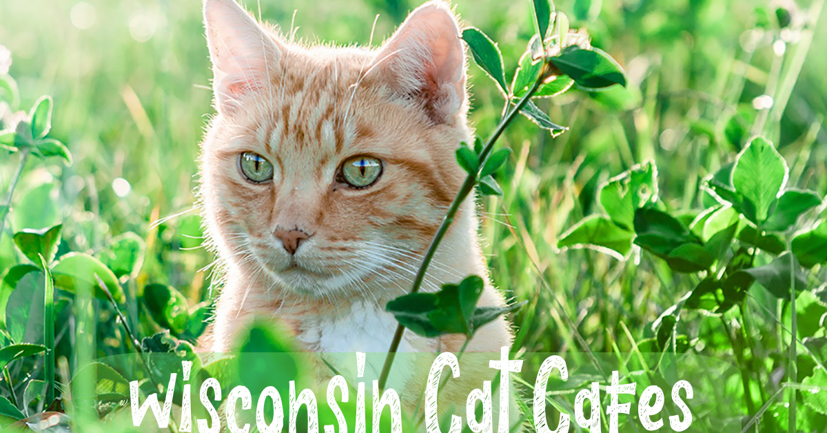 Wisconsin Cat Cafes - That Cat Life