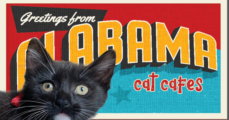 Alabama Cat Cafes - That Cat Life