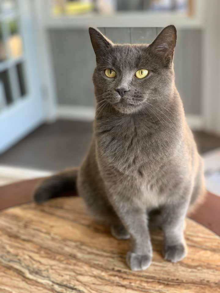 Cats in Bloom Cat Cafe - That Cat Life