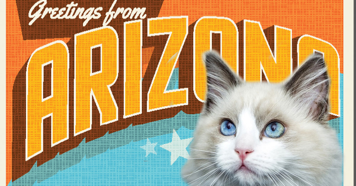 Arizona Cat Cafes - That Cat Life