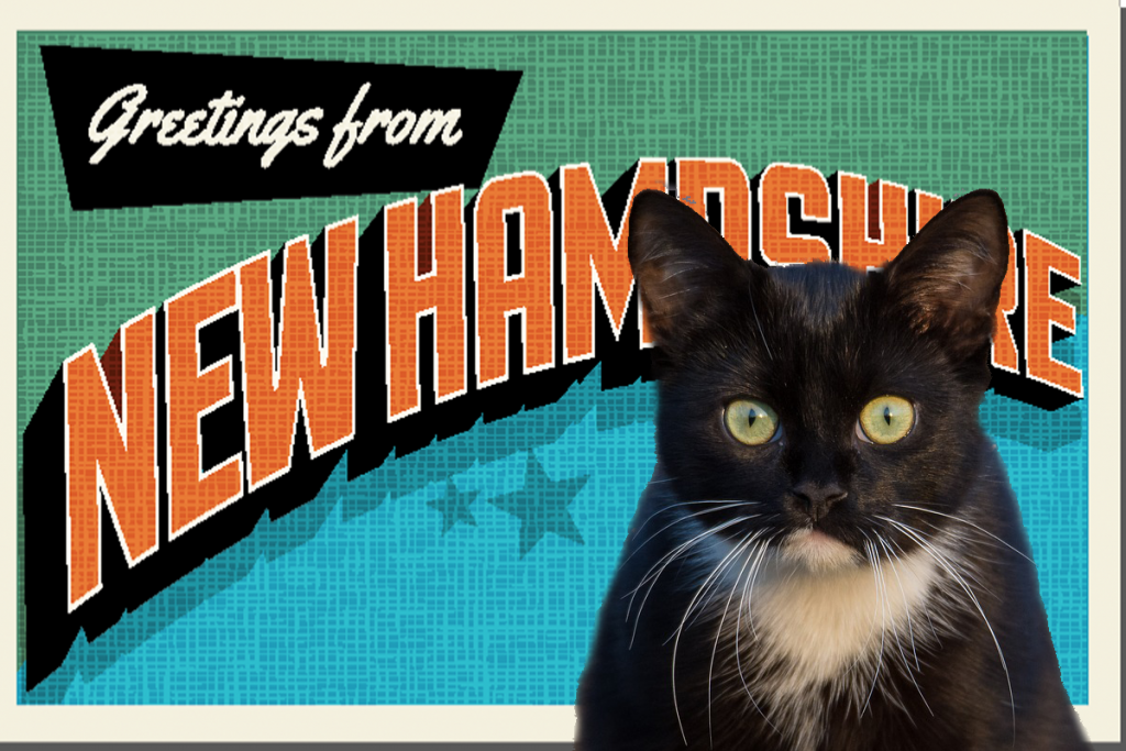 New Hampshire Cat Cafes – That Cat Life
