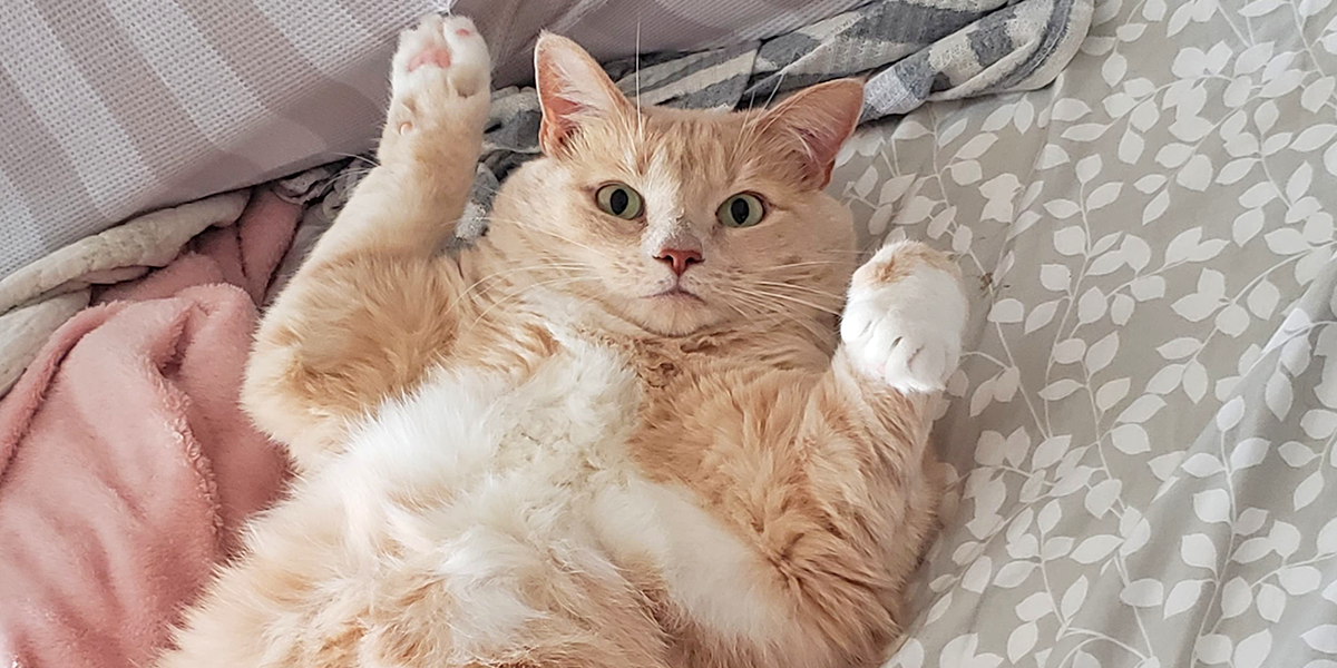 Teenage Cat Queen Looking for Worthy Human! Apply Now for Once in ...