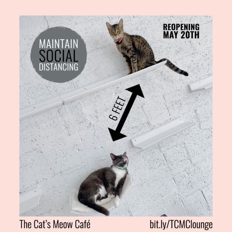 The Great Reopening! Be First to Get Back to the Cat Cafe with Our ...