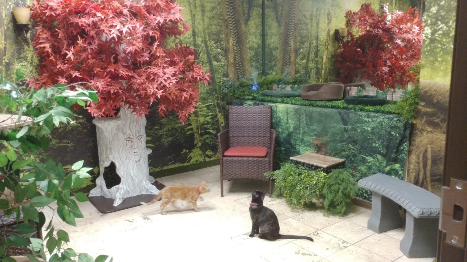 The Great Reopening! Be First to Get Back to the Cat Cafe with Our ...