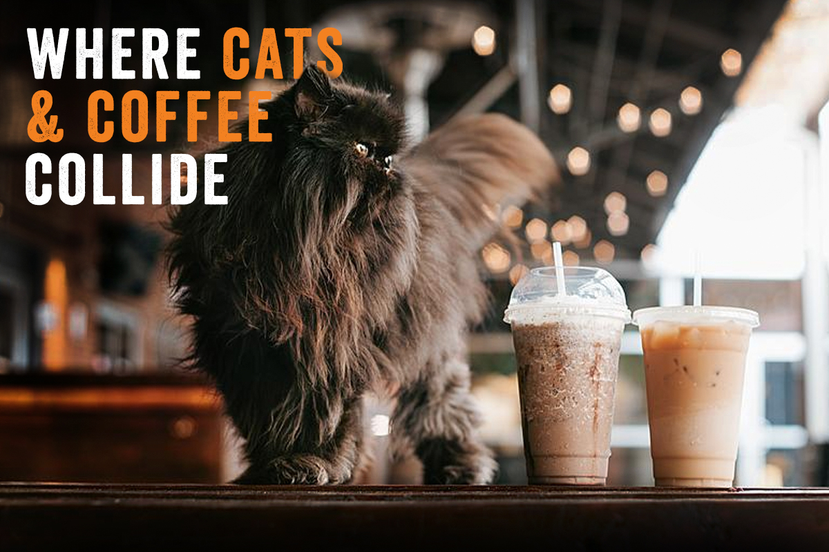 New Dallas Cat Cafe Now Open - That Cat Life