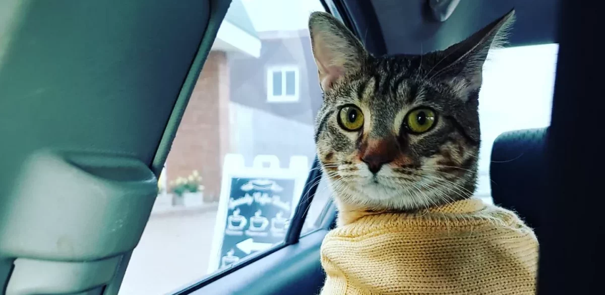 Summer Roadtrip: Top Tips To Hit the Road Now With Your Cat From ...