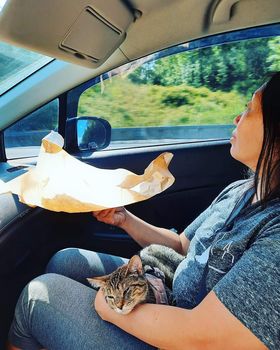 Cat riding in car - That Cat Life