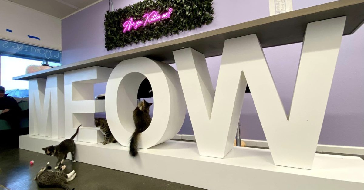 Wyoming Cat Cafes – That Cat Life