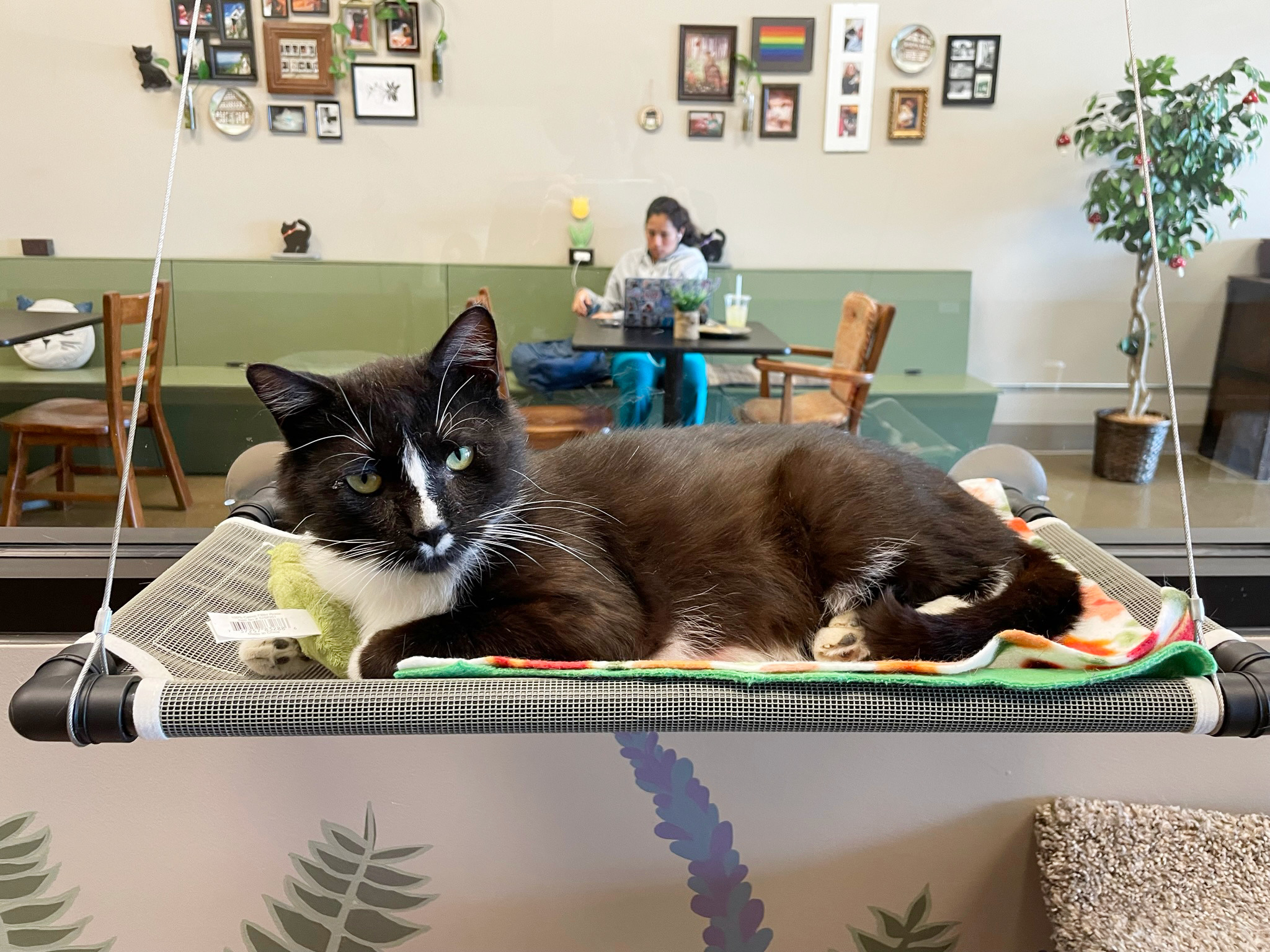 Indiana Black Forest Cat Cafe That Cat Life Indiana Black Forest Cat Cafe That Cat Life