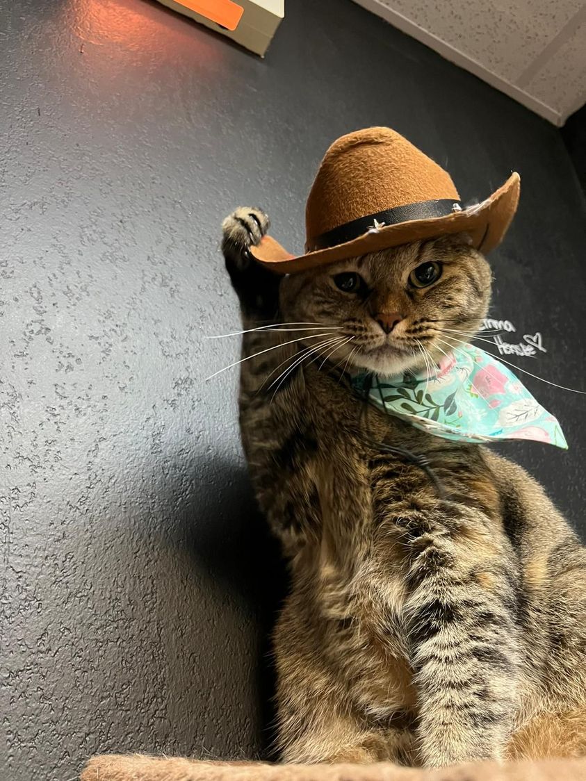 Cowboy cat Cozy Catfe - That Cat Life