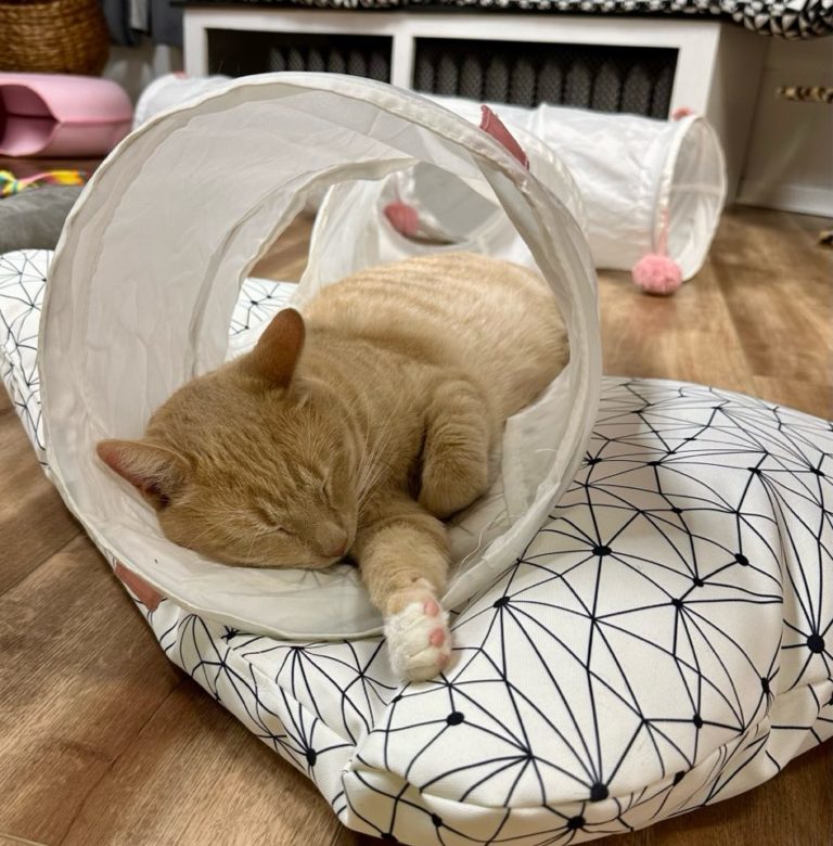 New Northern New Jersey Cat Cafe Now Open in Montclair! Hurry in to ...