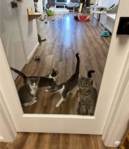 New Northern New Jersey Cat Cafe Now Open in Montclair! Hurry in to ...