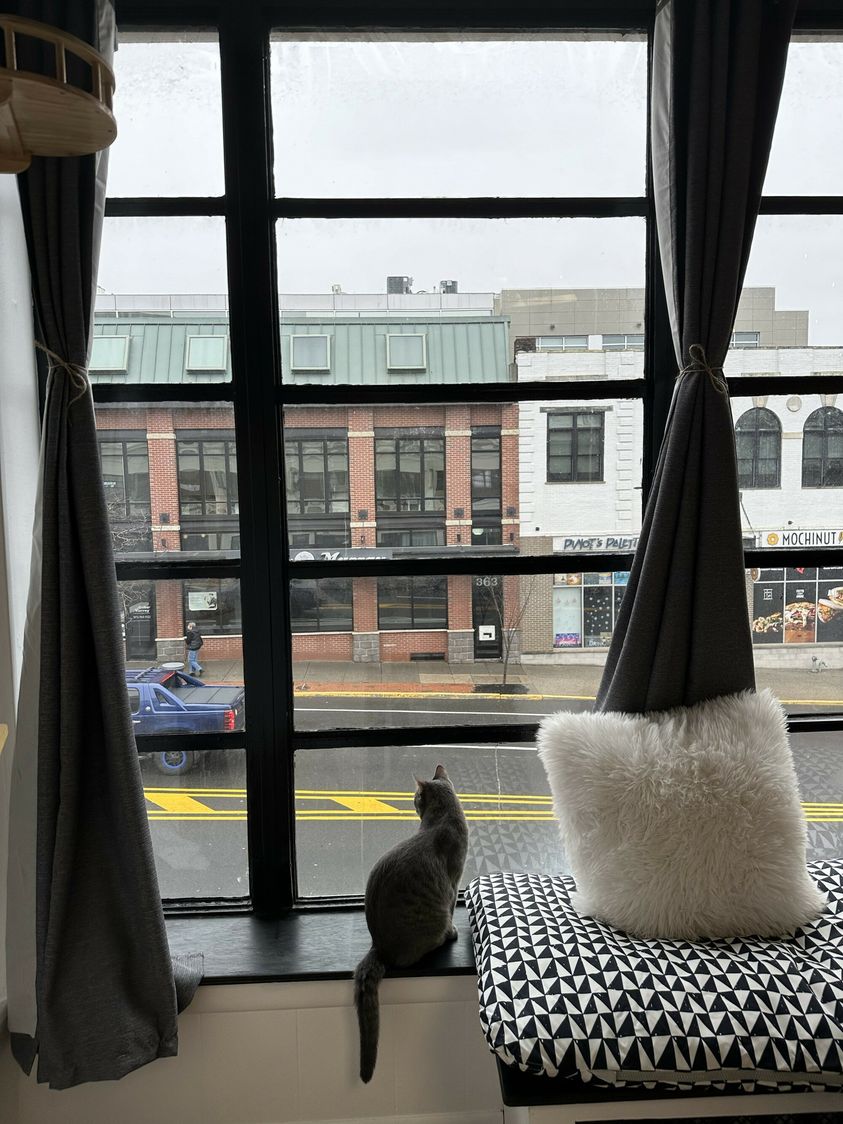 New Northern New Jersey Cat Cafe Now Open in Montclair! Hurry in to ...