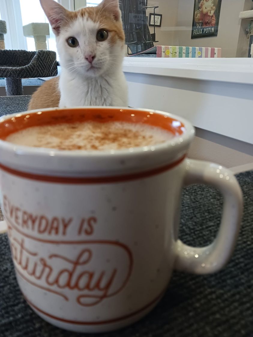 Cold Got You Down? Snow Closures Making Tough Sledding for Cat… – That ...