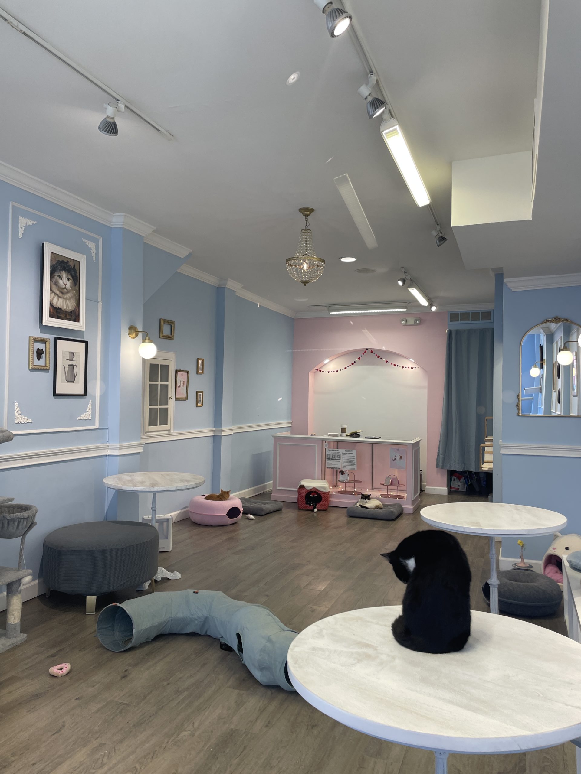 New Georgetown Cat Cafe is Cat Lover's Dream! Head to Meow Maison for ...