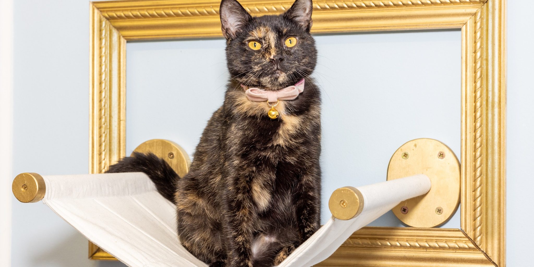 New Georgetown Cat Cafe is Cat Lover's Dream! Head to Meow Maison for ...