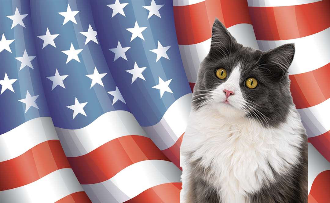 District of Columbia Cat Cafes - That Cat Life