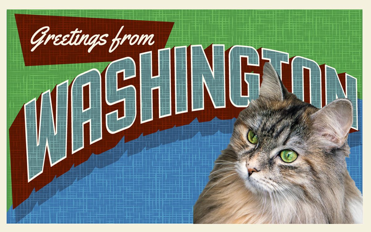 Washington Cat Cafes - That Cat Life