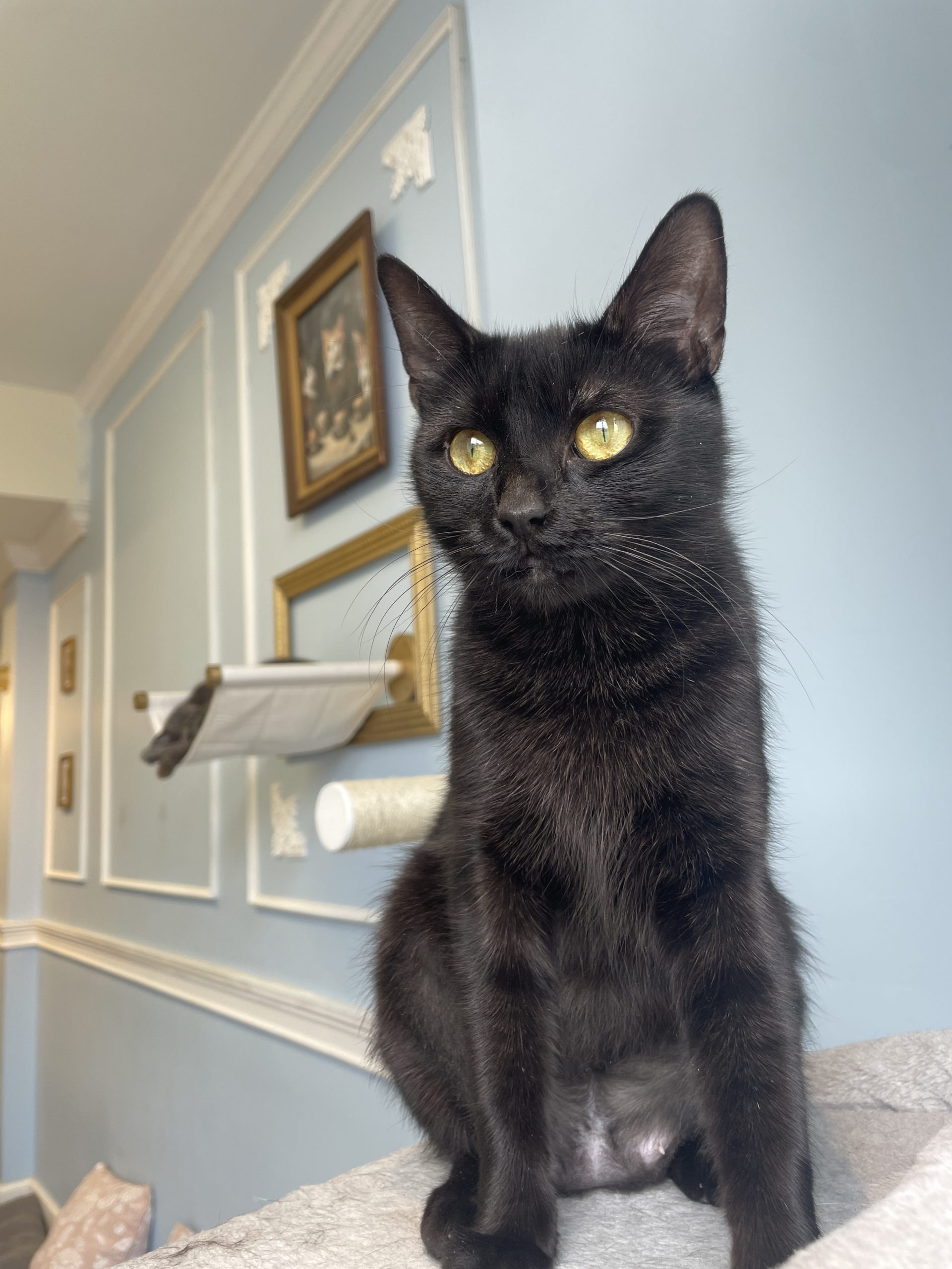 New Georgetown Cat Cafe is Cat Lover’s Dream! Head to Meow Maison ...