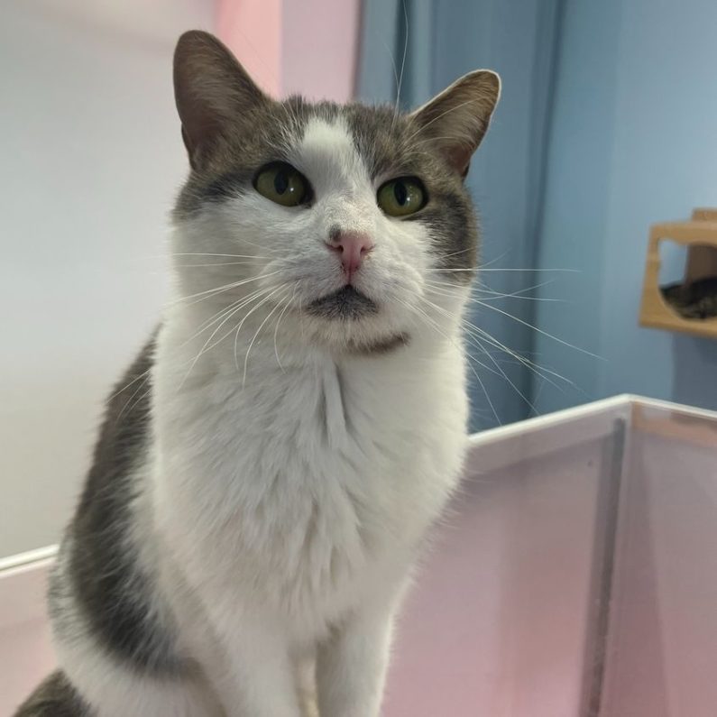 New Georgetown Cat Cafe is Cat Lover’s Dream! Head to Meow Maison ...