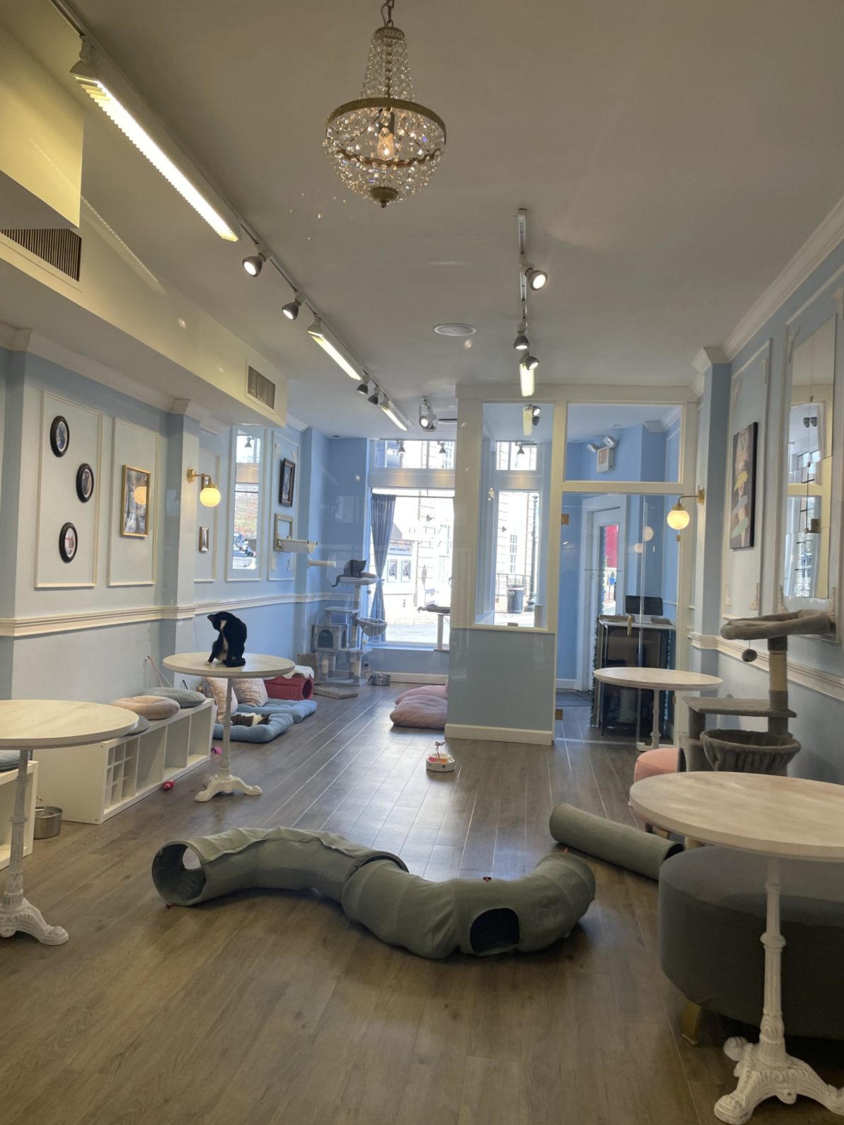 New Georgetown Cat Cafe is Cat Lover’s Dream! Head to Meow Maison ...