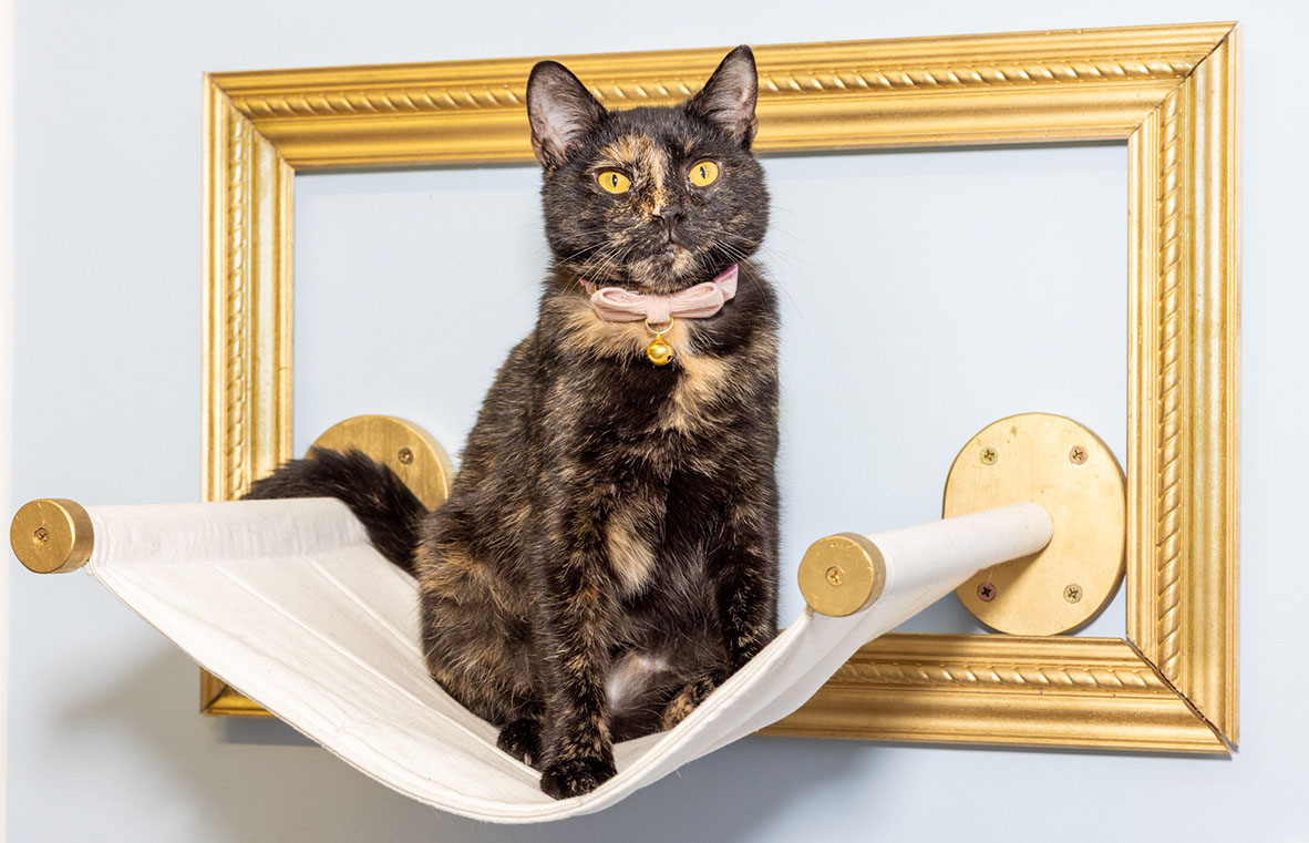 New Georgetown Cat Cafe is Cat Lover's Dream! Head to Meow Maison for ...