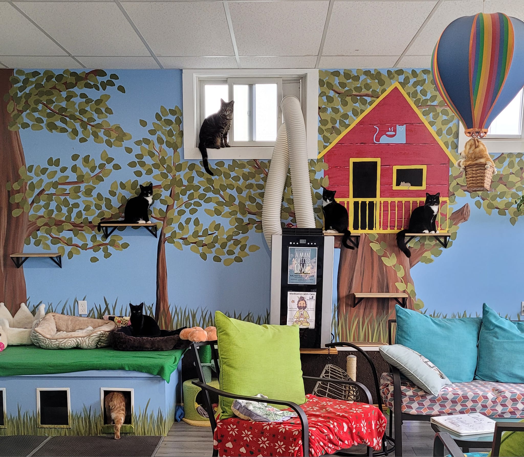 Rhode Island Cat Cafes - That Cat Life