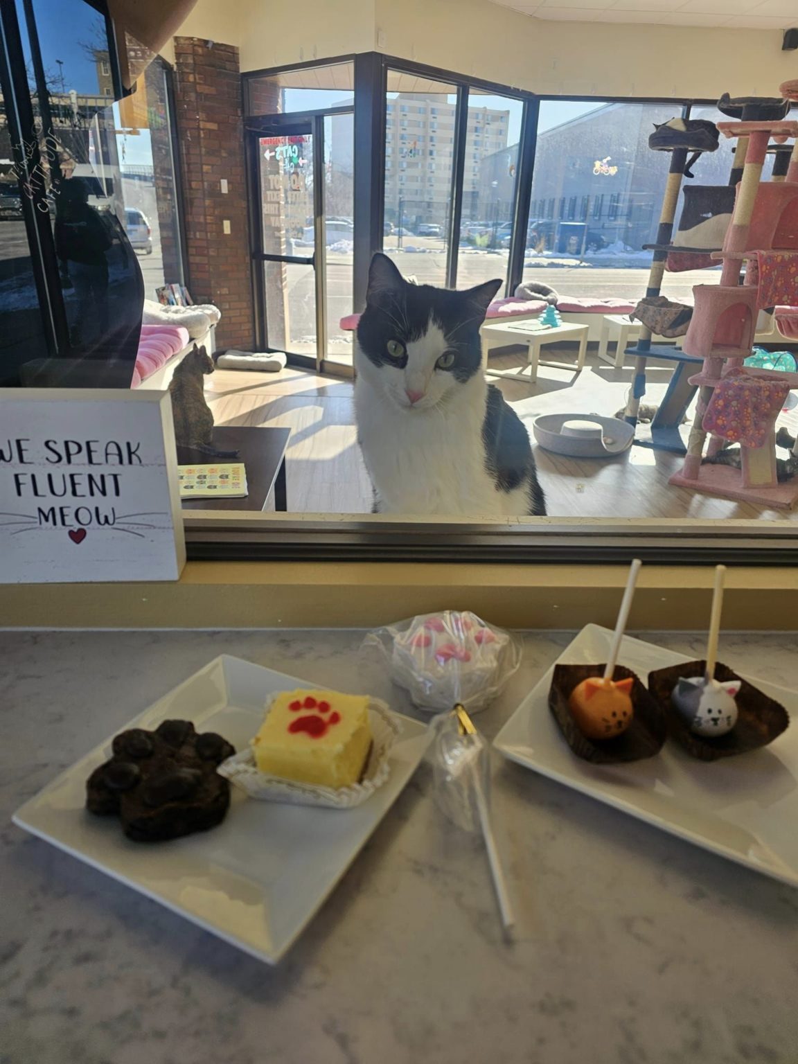 Cat Cafe Trends and Updates - That Cat Life